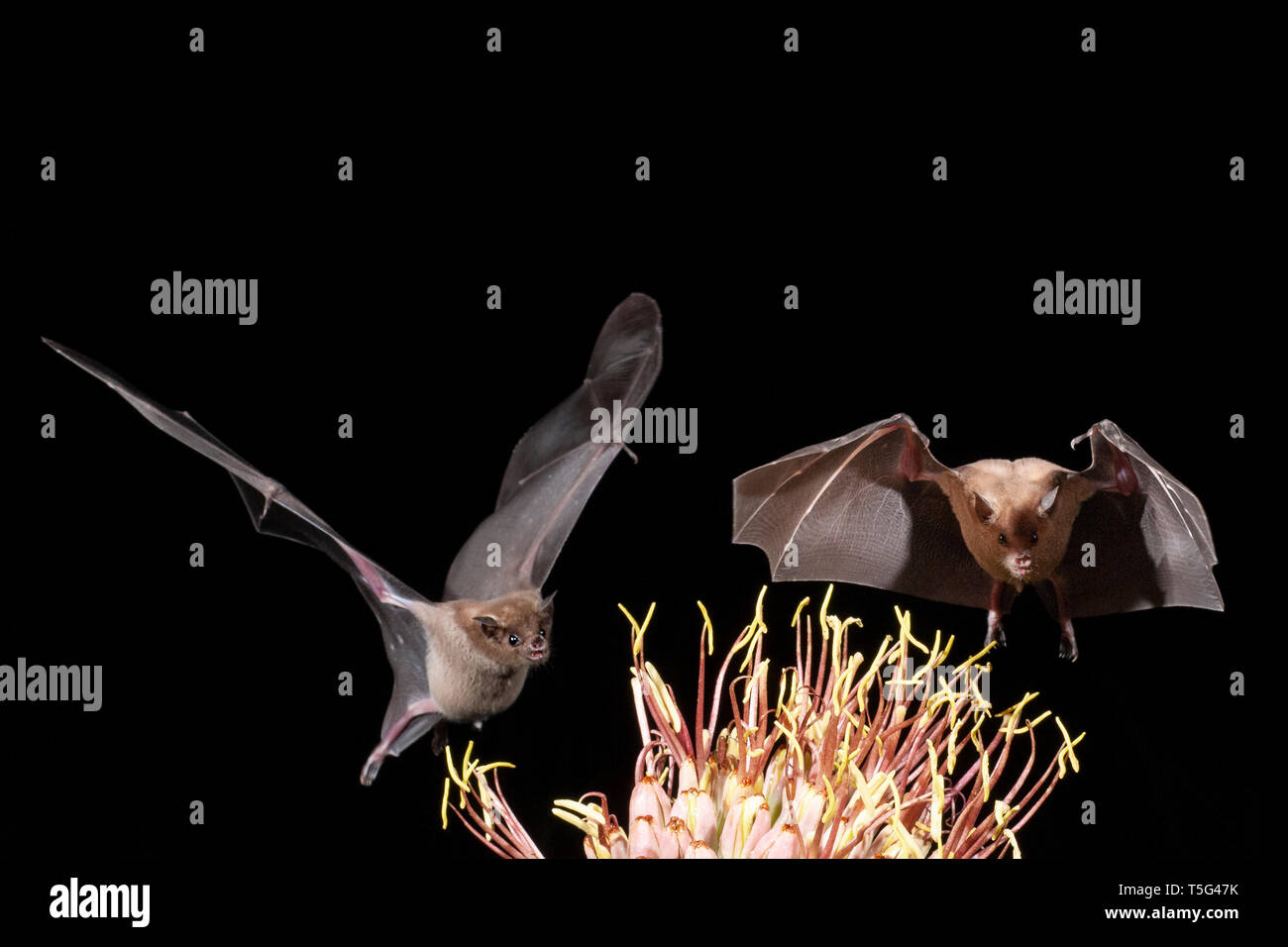 Long nosed bat hi-res stock photography and images - Alamy