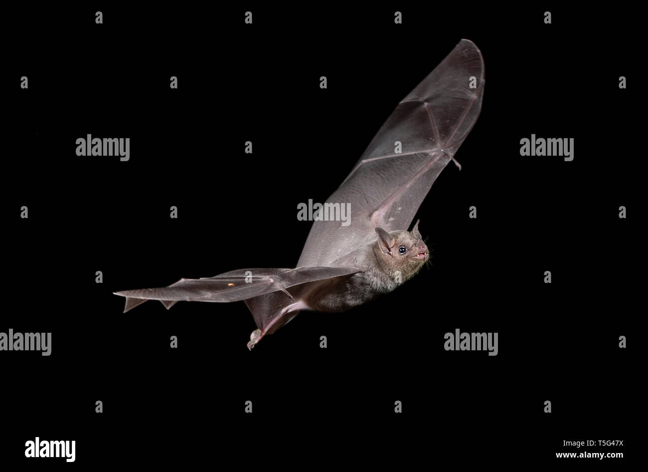 North America; United States; Arizona; Widlife; Night; Nectar-feeder ...