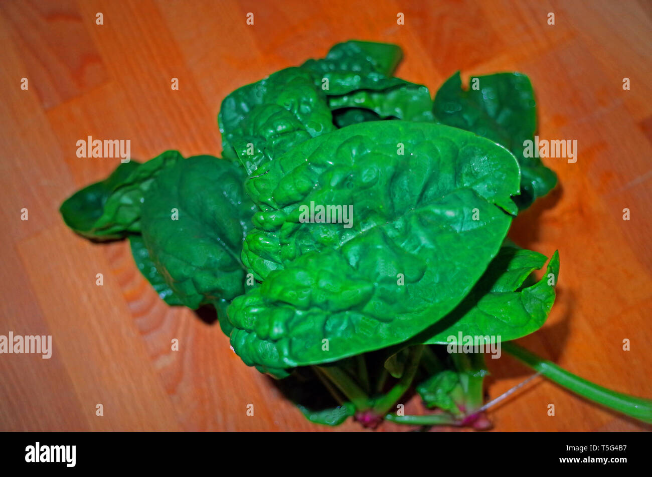 Spinach (spinacia oleracea) close-up Stock Photo - Alamy