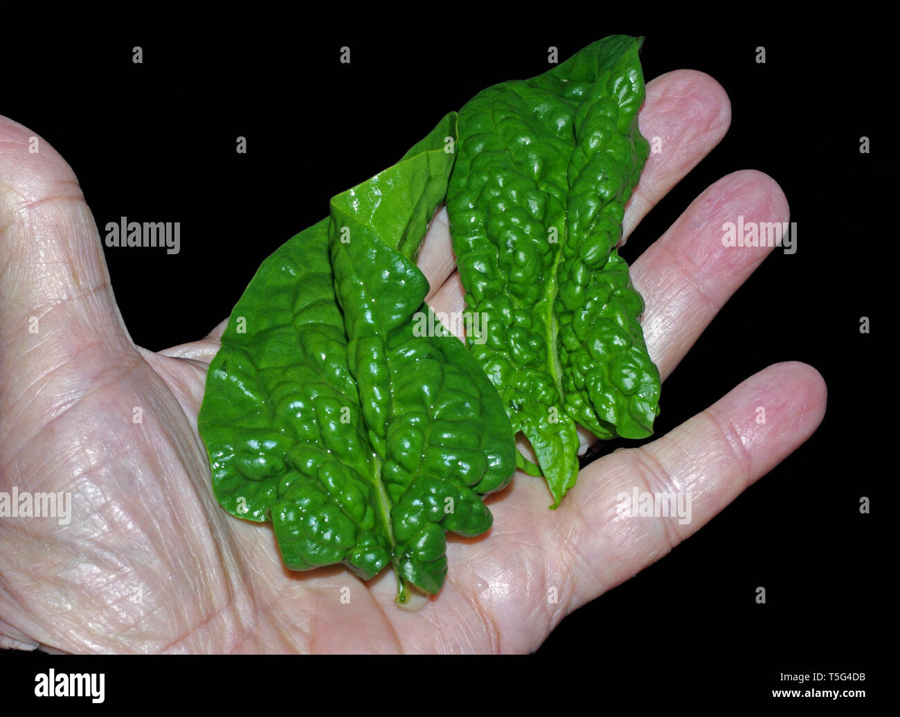 Spinach (spinacia oleracea) close-up Stock Photo - Alamy