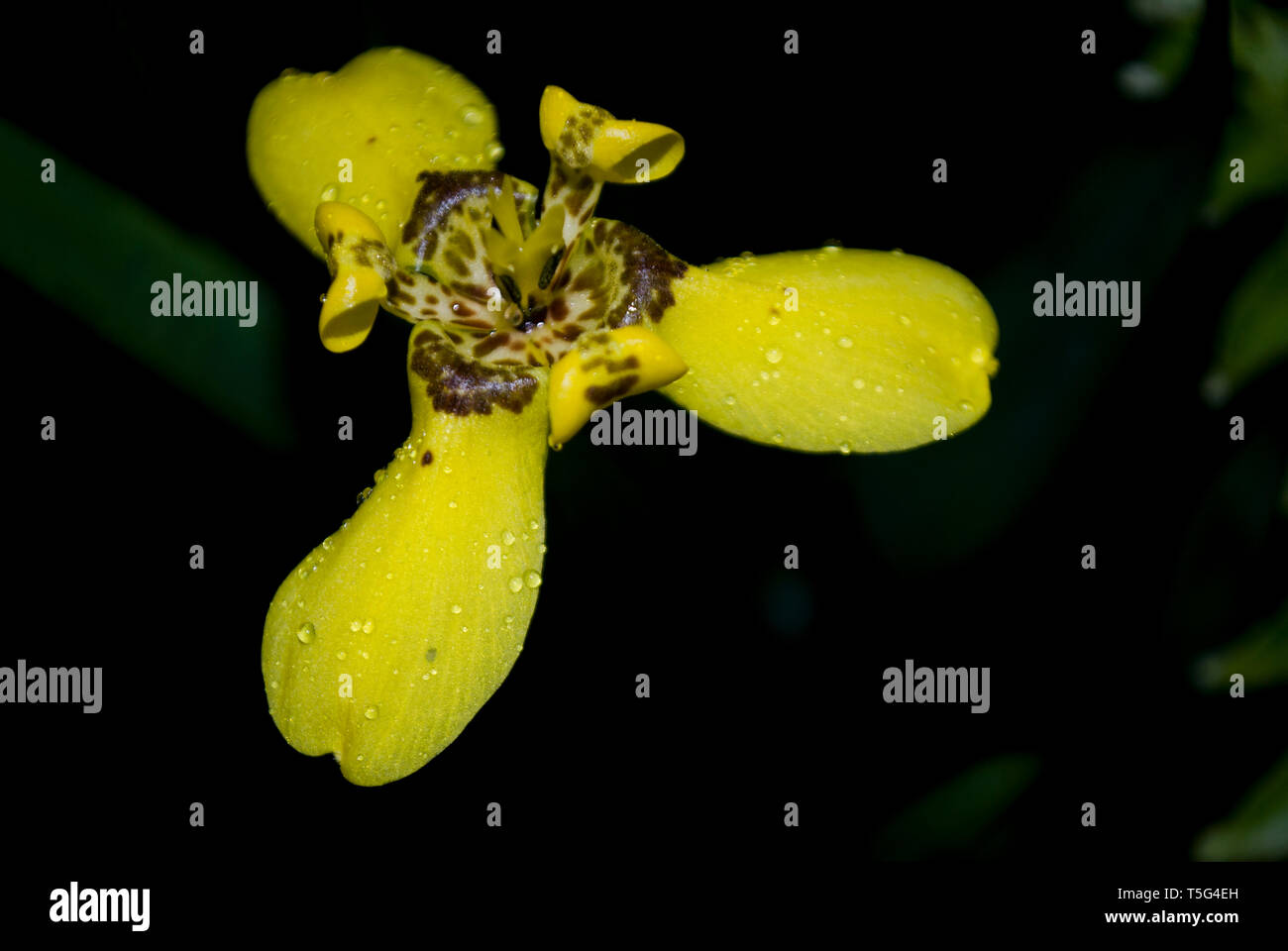 Orchid tree roots hi-res stock photography and images - Alamy