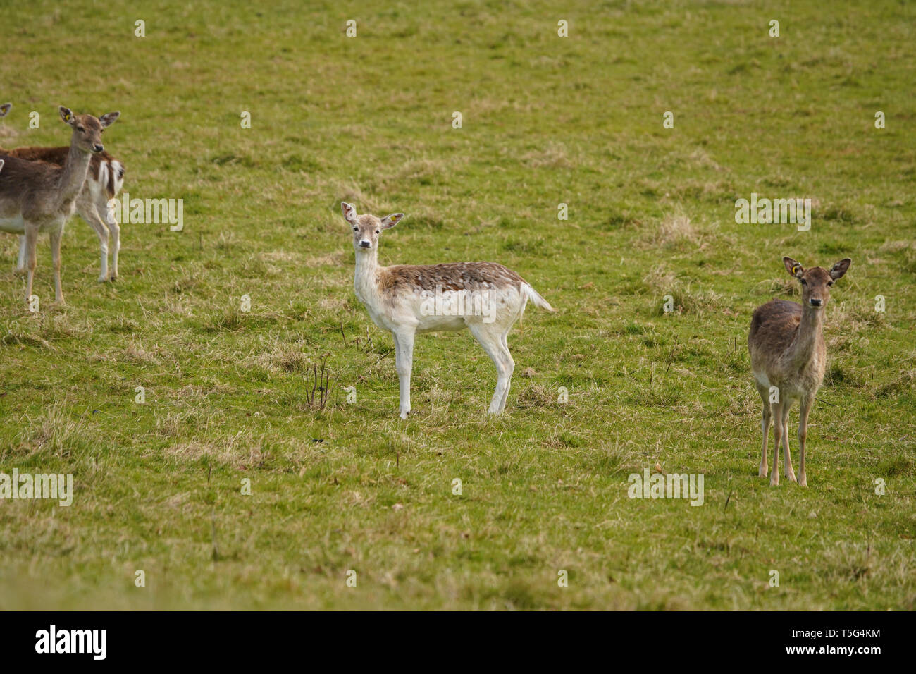 Devon Buck High Resolution Stock Photography and Images - Alamy