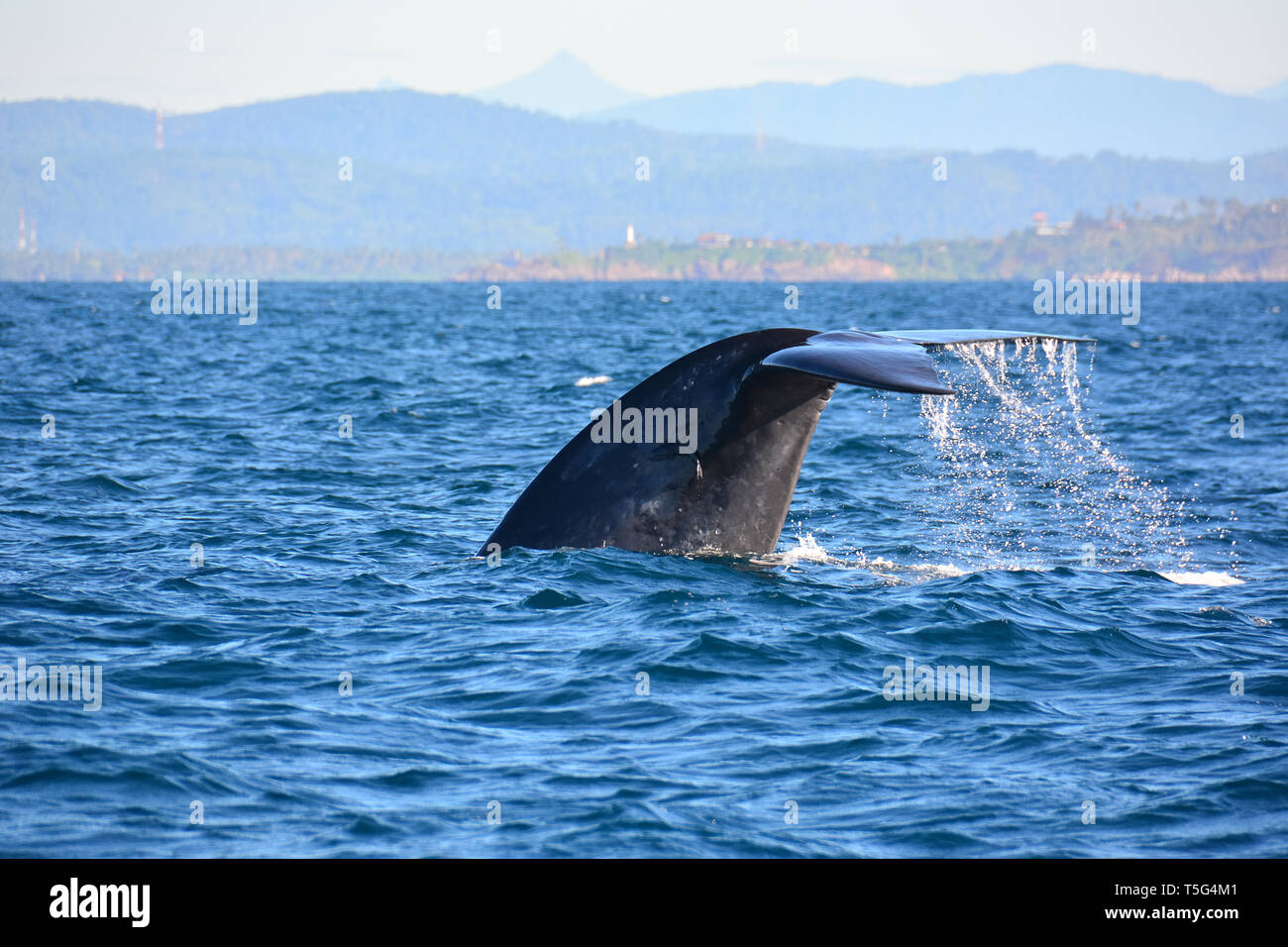 Baleine bleue hi-res stock photography and images - Alamy