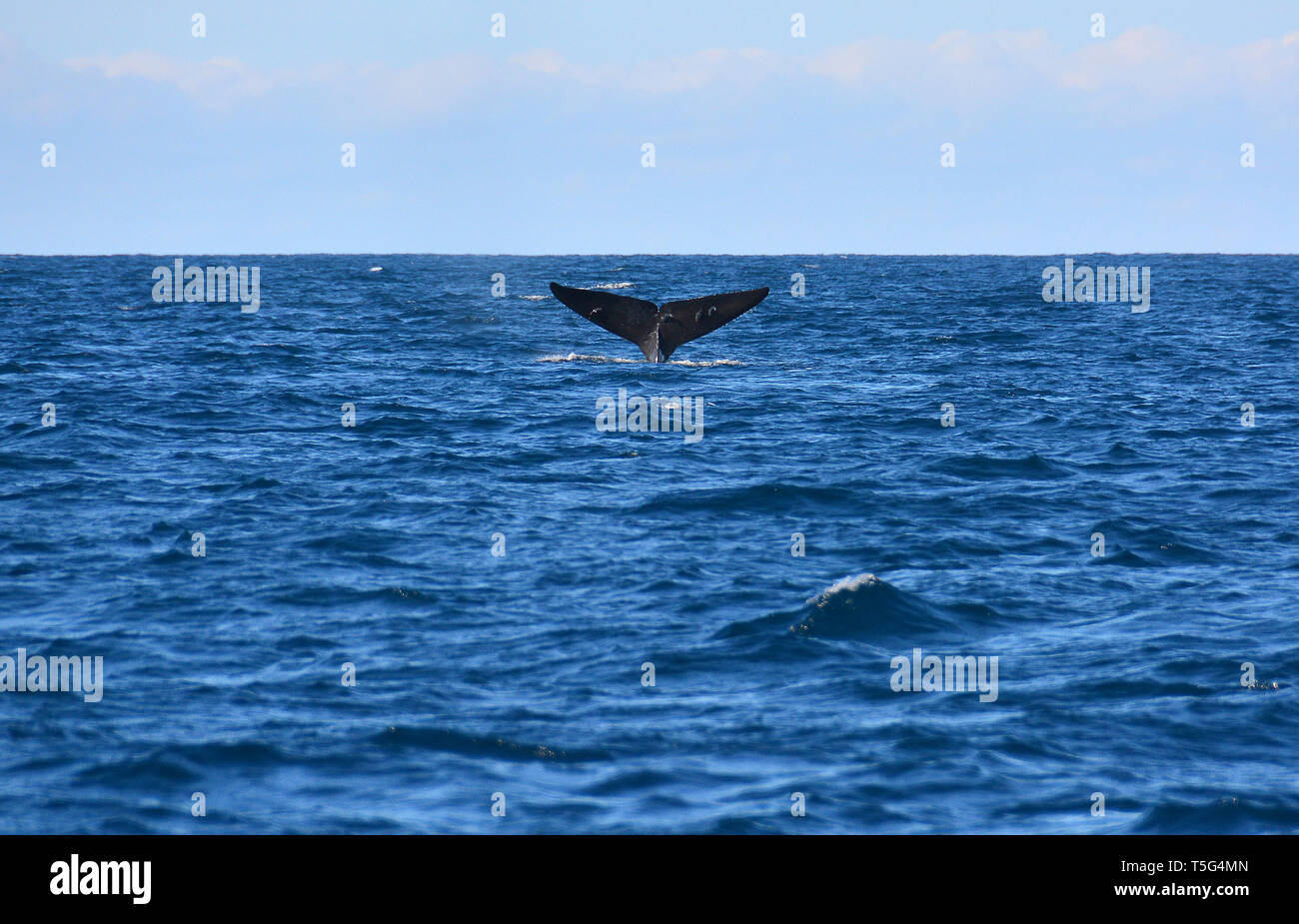 Baleine bleue hi-res stock photography and images - Alamy