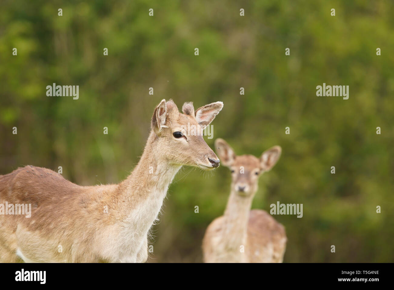 Button buck hi-res stock photography and images - Alamy