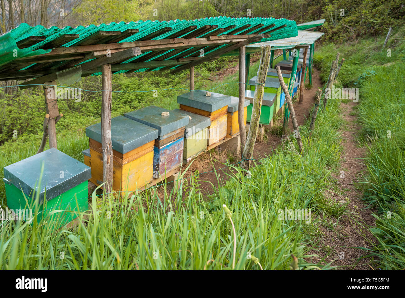 Bee hives on meadow in countryside of Italy,Bergamo(Seriana valley}The ...