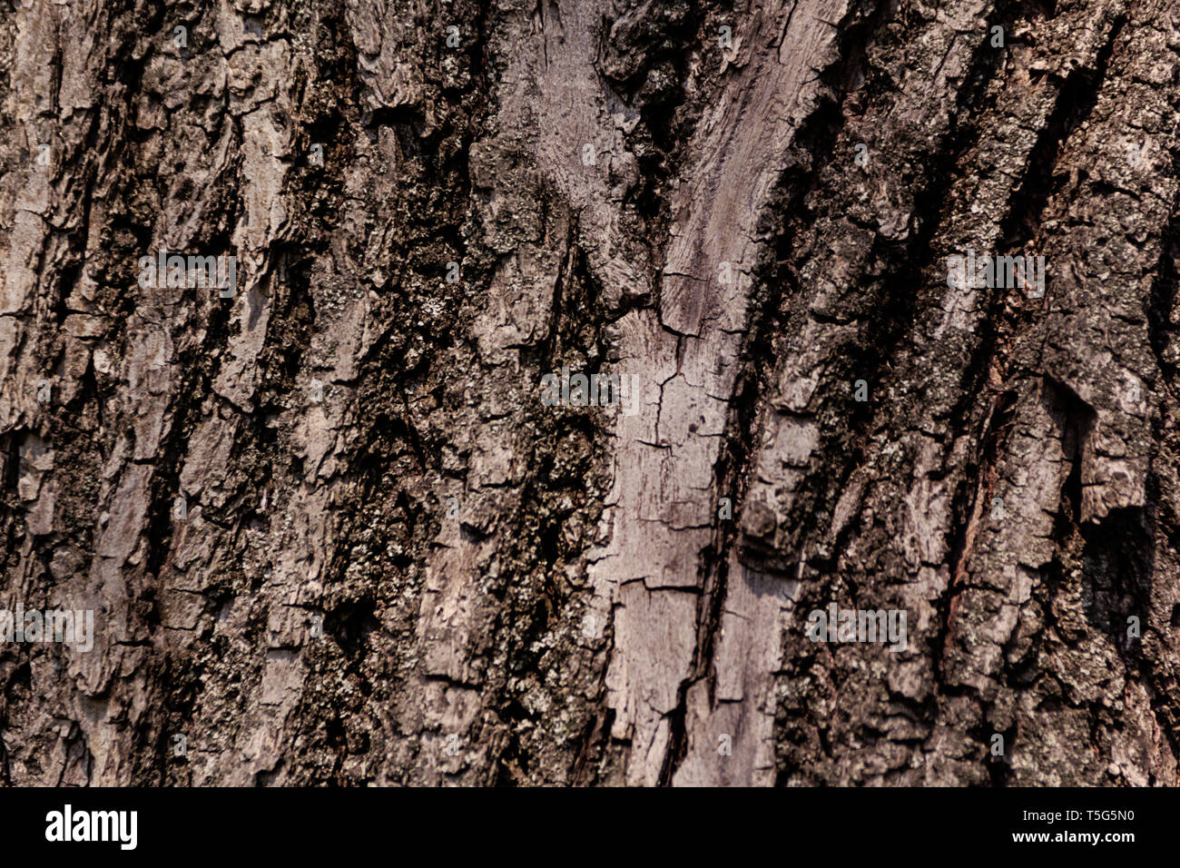 The texture of the natural bark of the tree for the background Stock ...