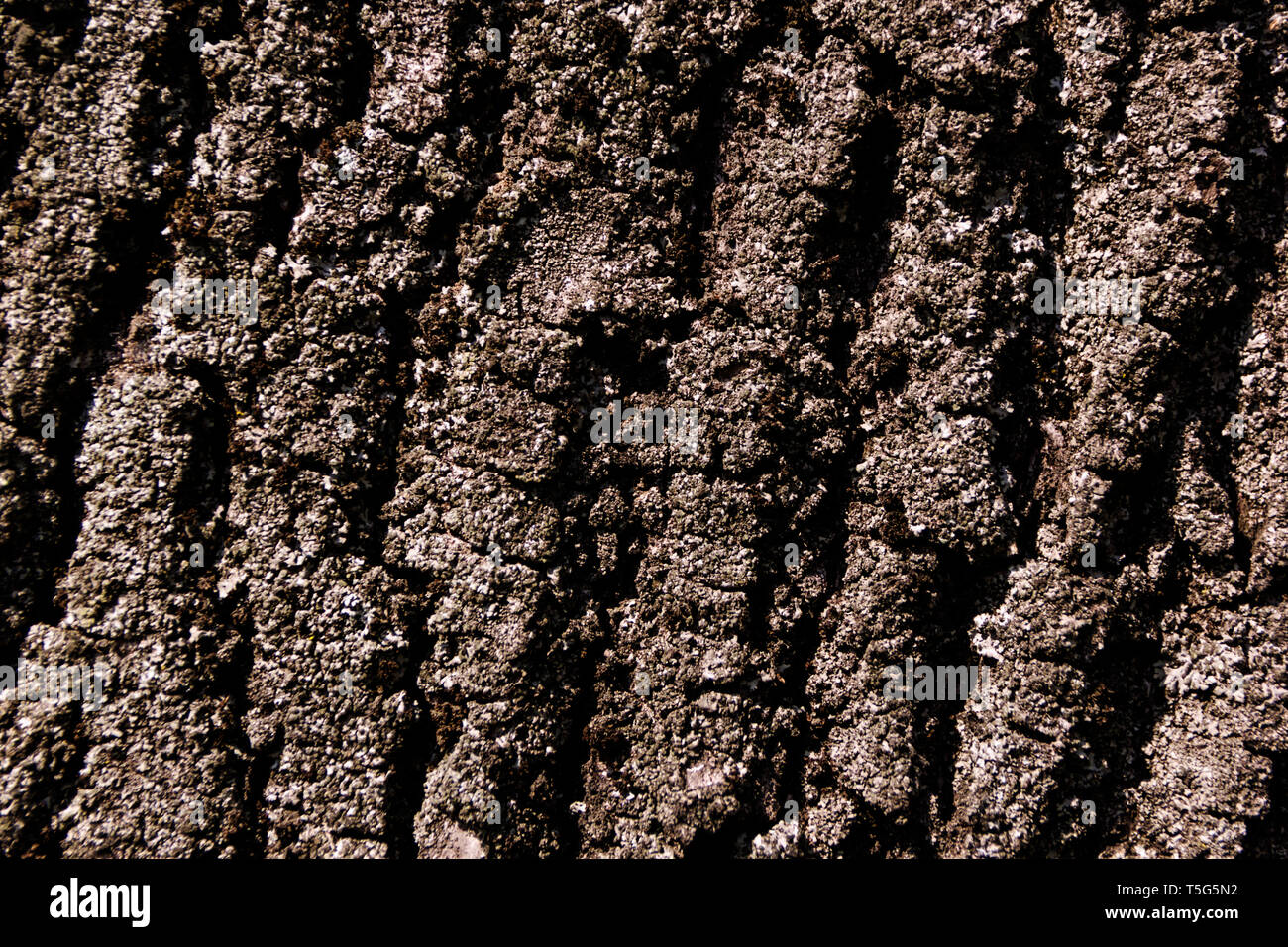 The texture of the natural bark of the tree for the background Stock ...