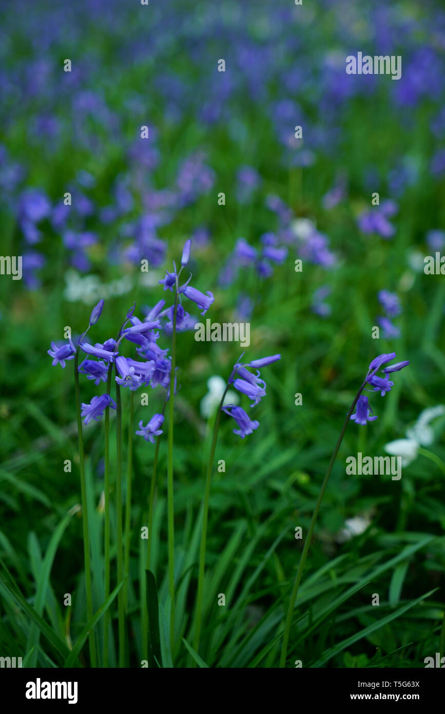 Bluebells close up hi-res stock photography and images - Alamy