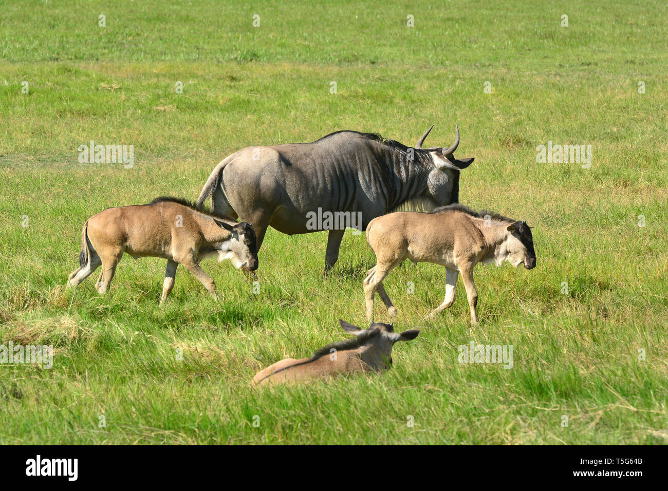 eastern white-bearded wildebeest, gnu, Connochaetes taurinus ...