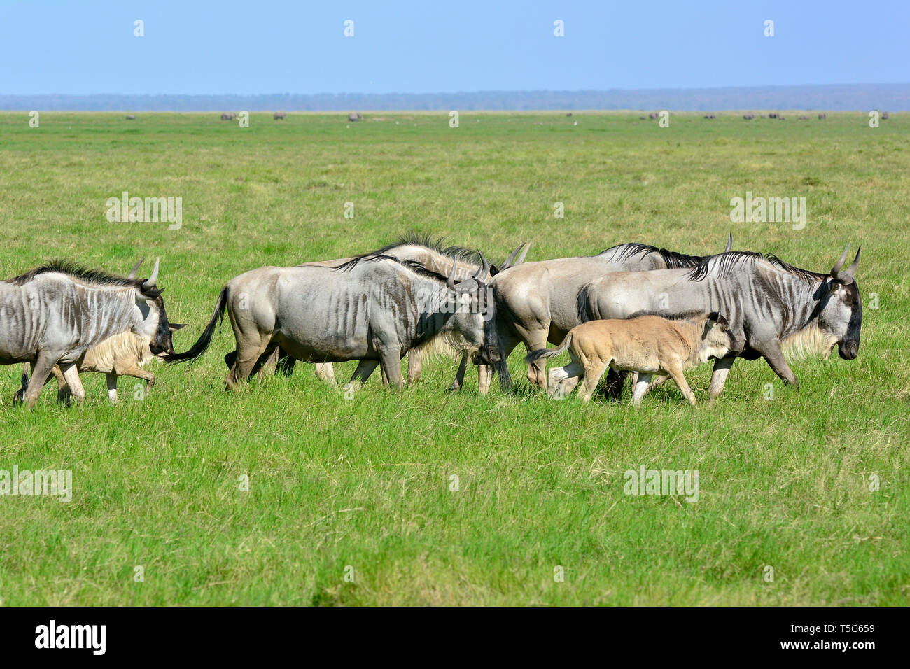 eastern white-bearded wildebeest, gnu, Connochaetes taurinus ...