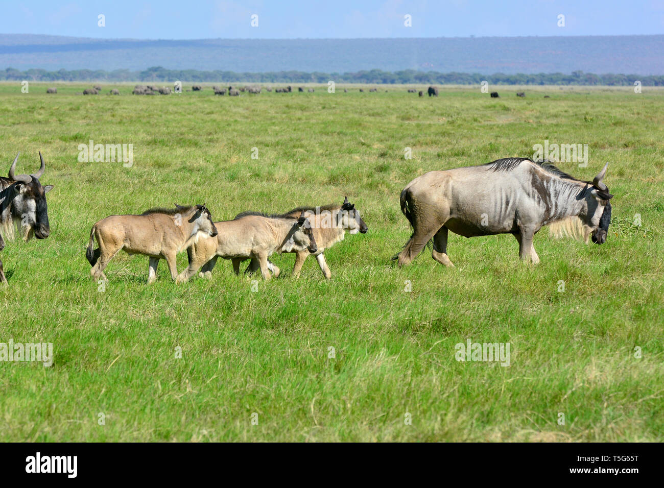 eastern white-bearded wildebeest, gnu, Connochaetes taurinus ...