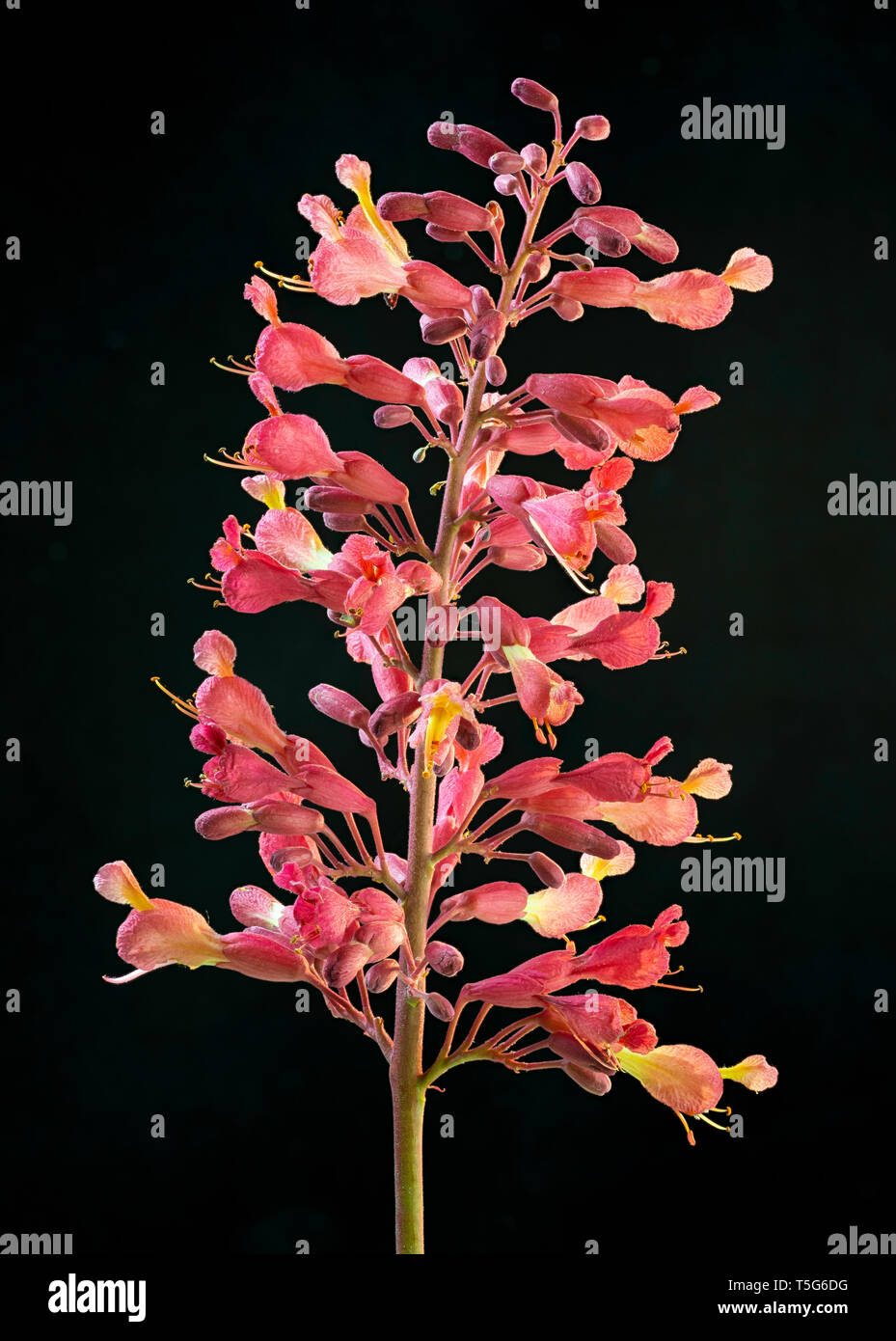 Inflorescence (flower cluster) of red buckeye tree (Aesculus pavia) at ...