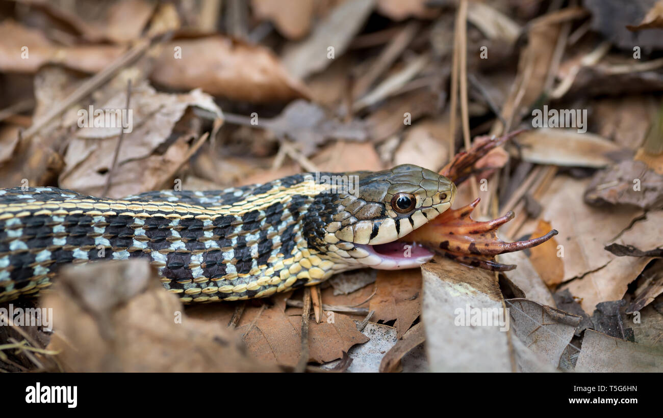 Common garter snake (Thamnophis sirtalis) swallowing a green frog ...