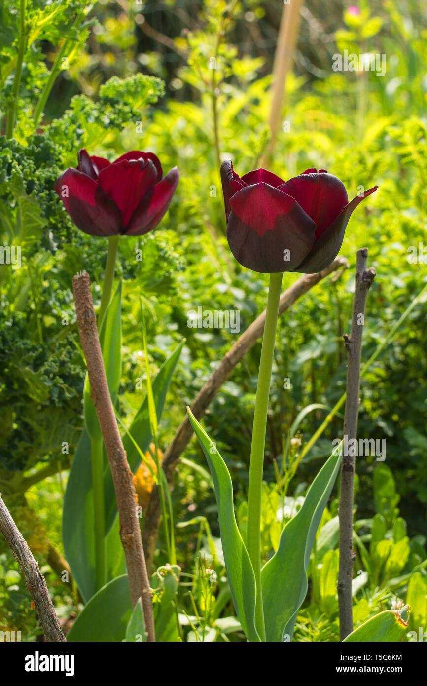 Deep maroon tulip hi-res stock photography and images - Alamy
