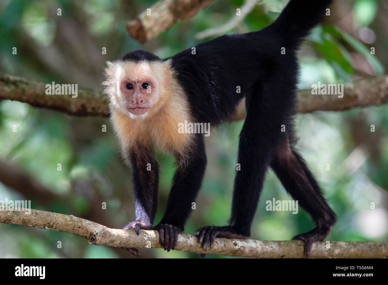 White-faced capuchin monkey - Manuel Antonio National Park - Quepos ...