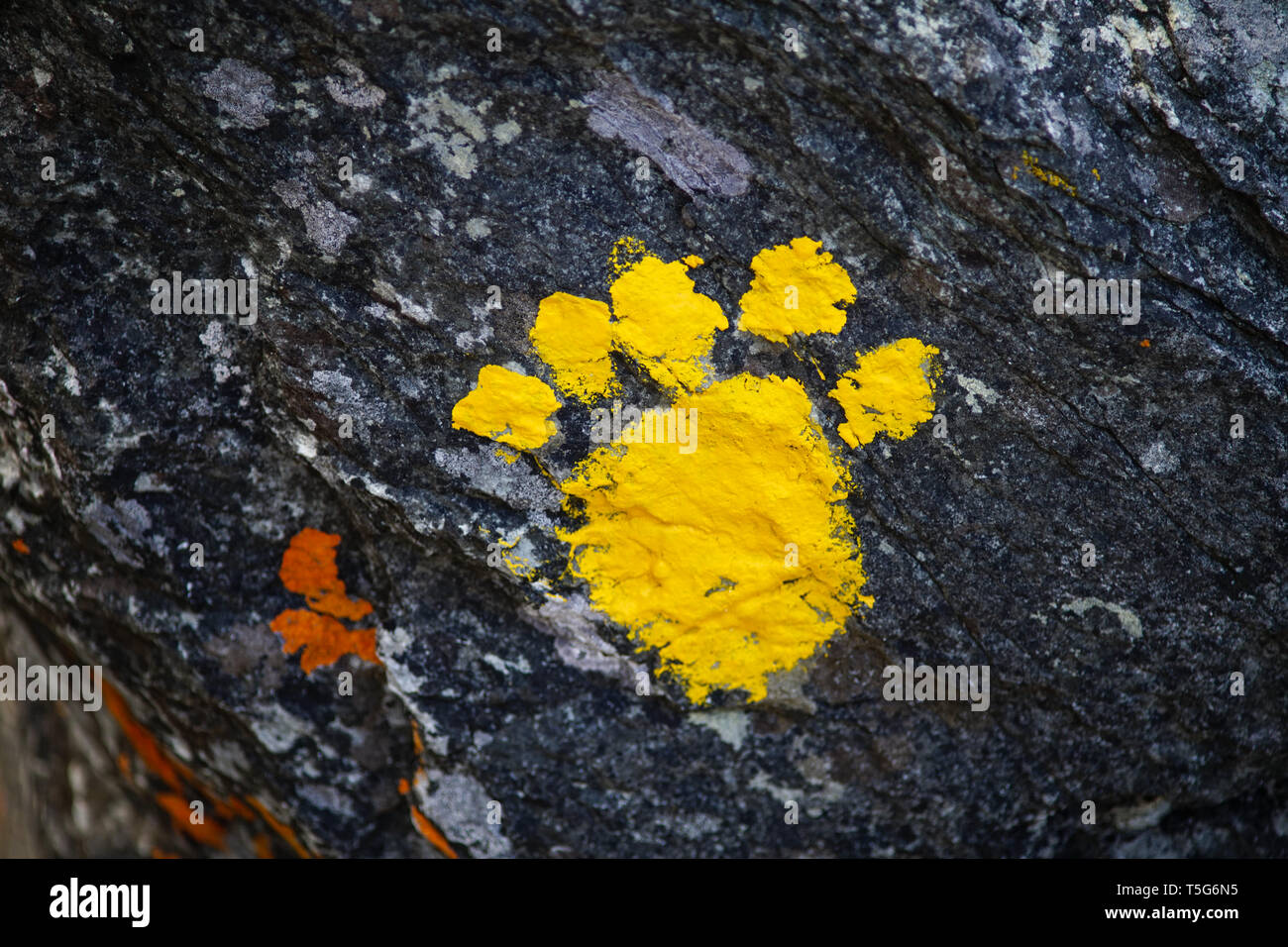 Yellow paw marking a path in Sounth Africa Stock Photo - Alamy