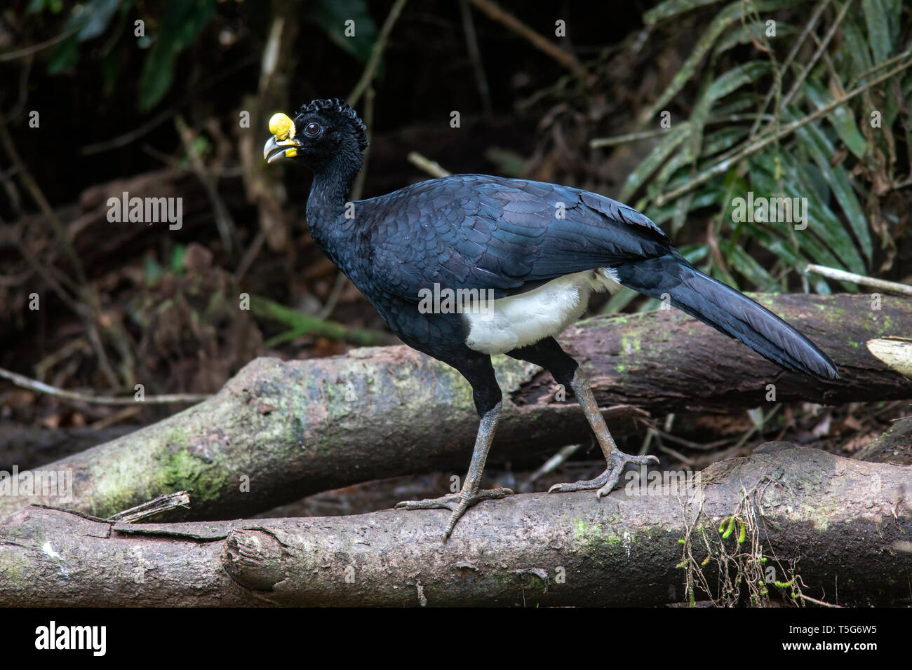 Great Curassow (Crax rubra) Male - La Laguna del Lagarto Eco-Lodge ...