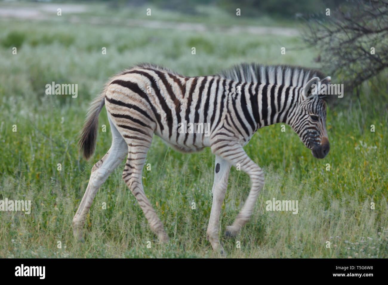 Grassland Biome Baby Animals