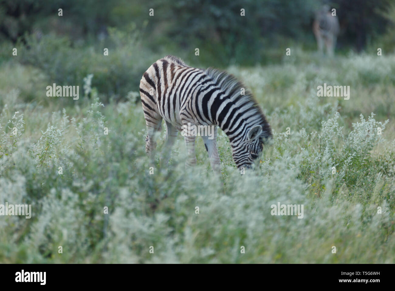 Hidden zebra hi-res stock photography and images - Alamy