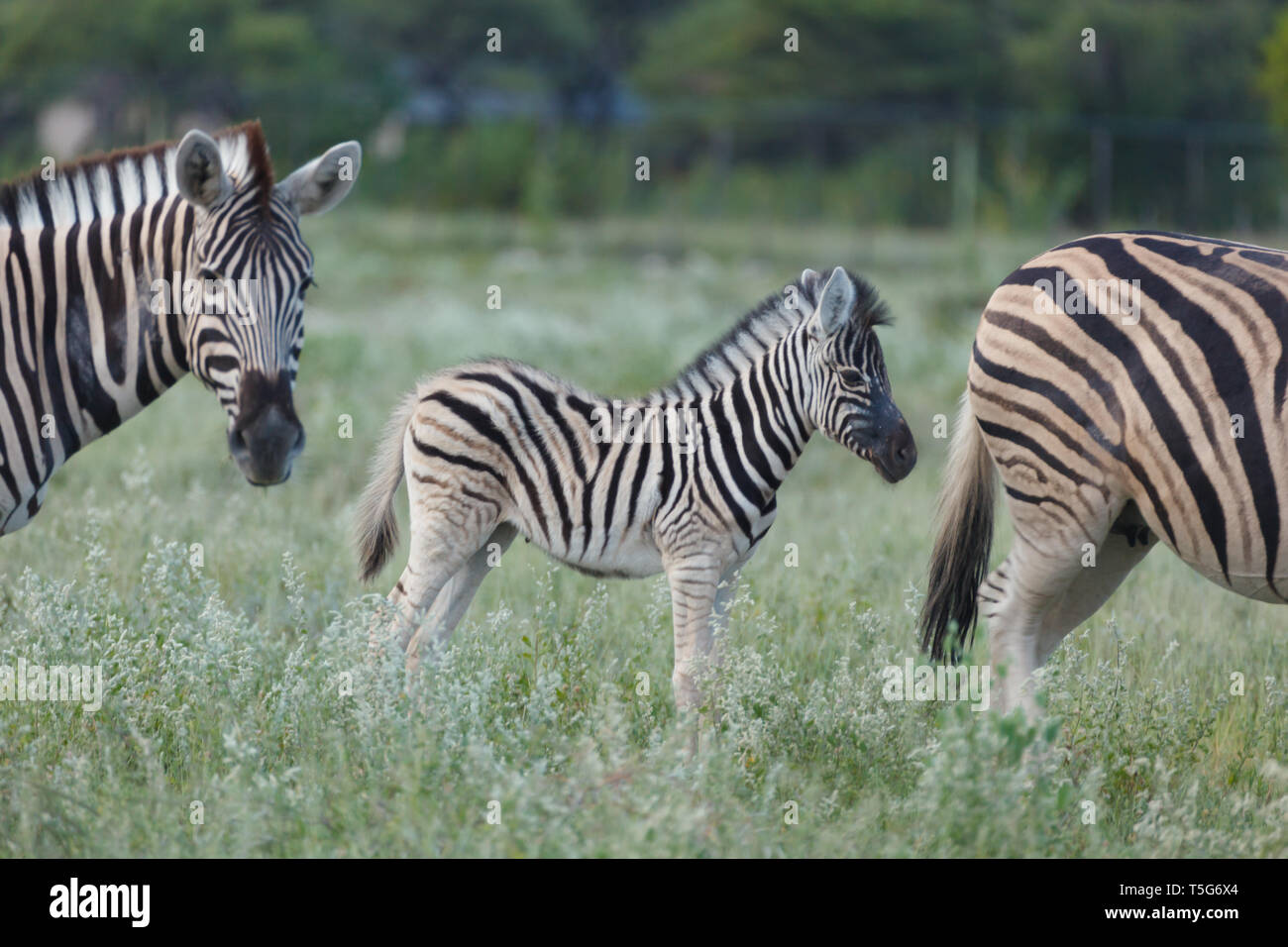 Closeup of father, mother and baby zebra, Equus quagga, grazing in ...