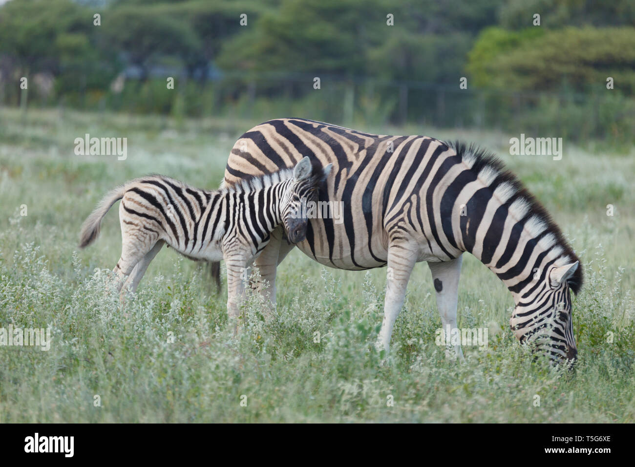 Hidden zebra hi-res stock photography and images - Alamy