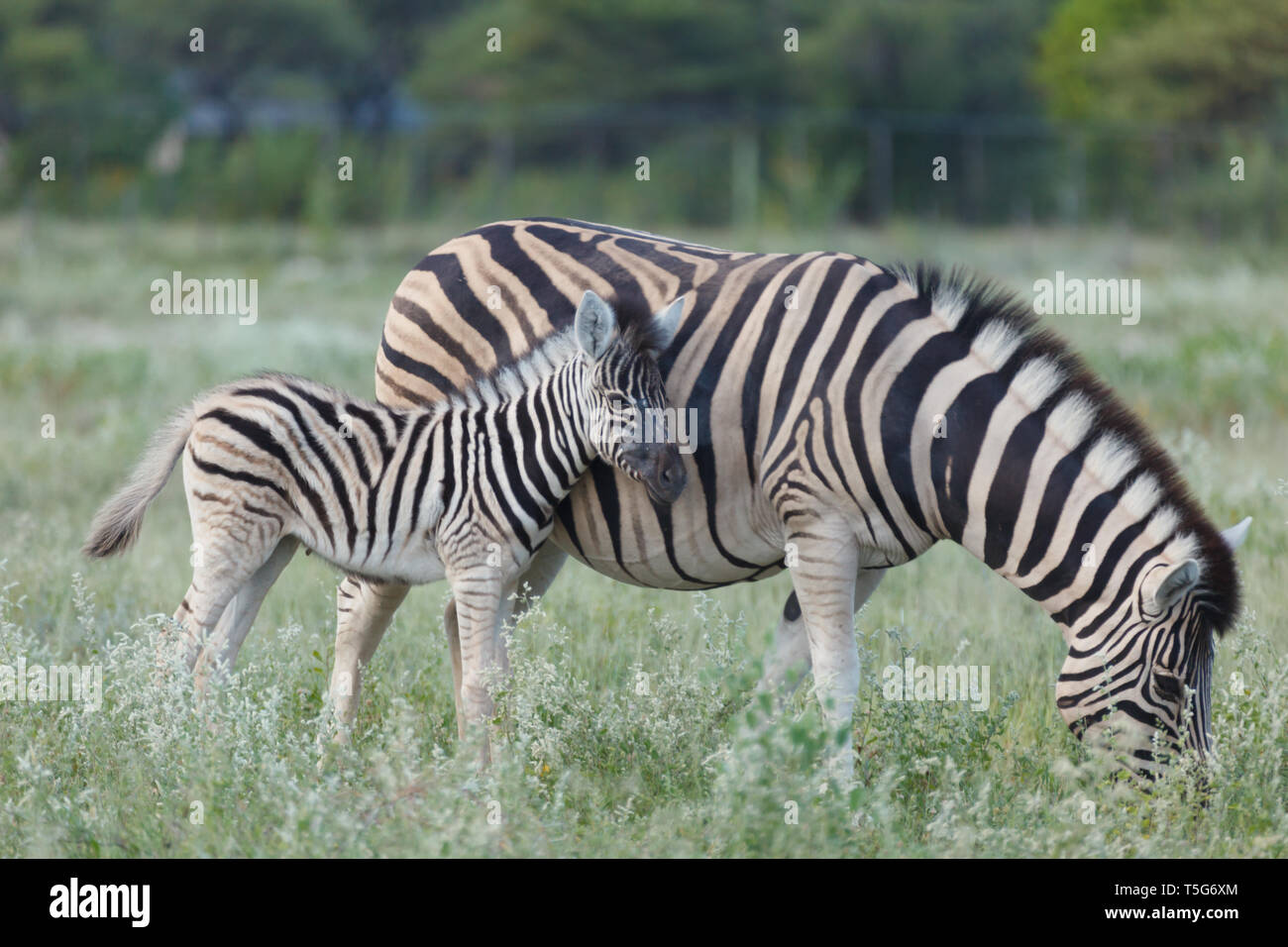 Hidden zebra hi-res stock photography and images - Alamy