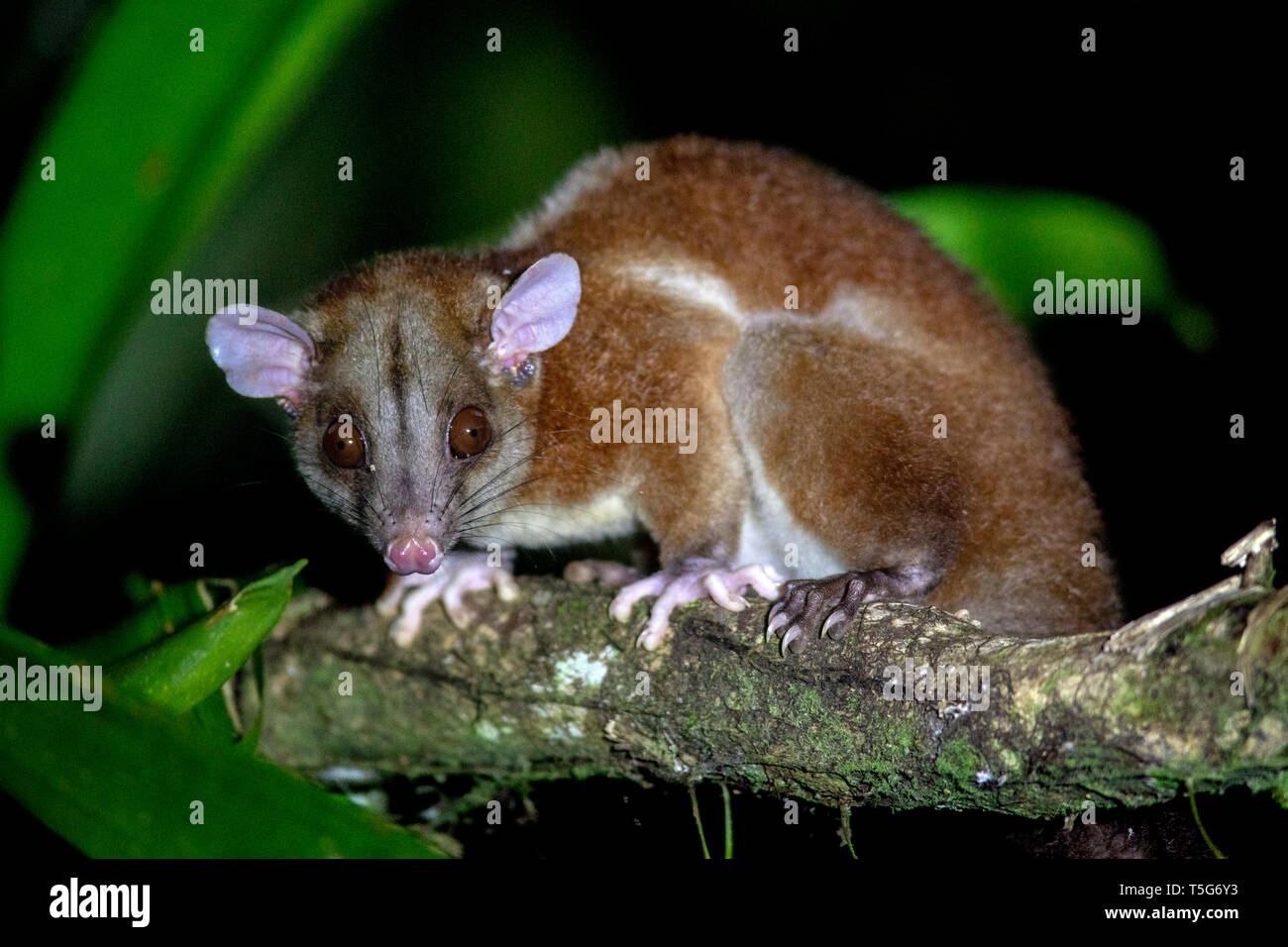 Derby's woolly opossum (Caluromys derbianus) - La Laguna del Lagarto ...