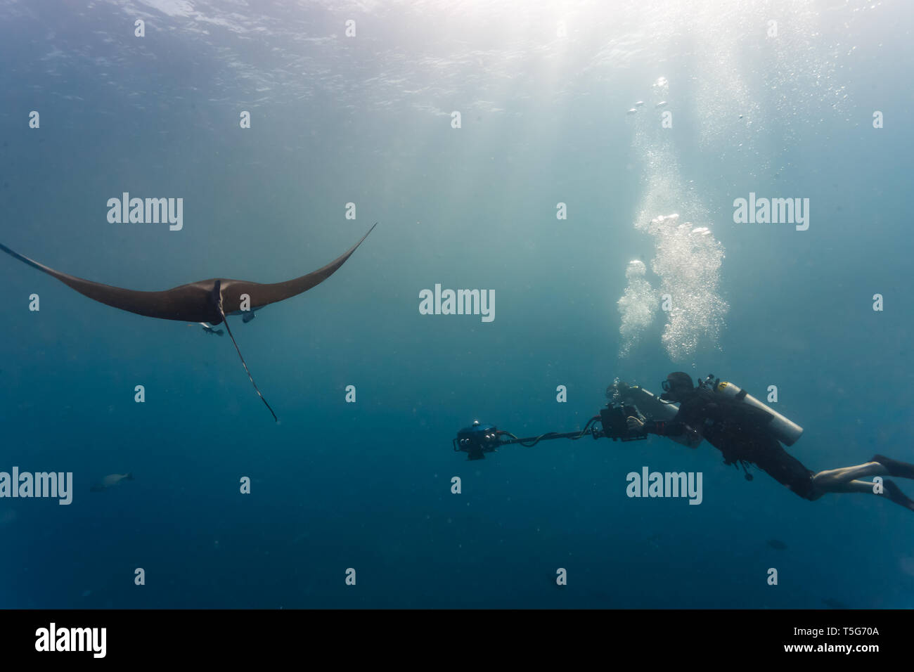 Closeup side view of action as cameraman diver films giant manta ray ...