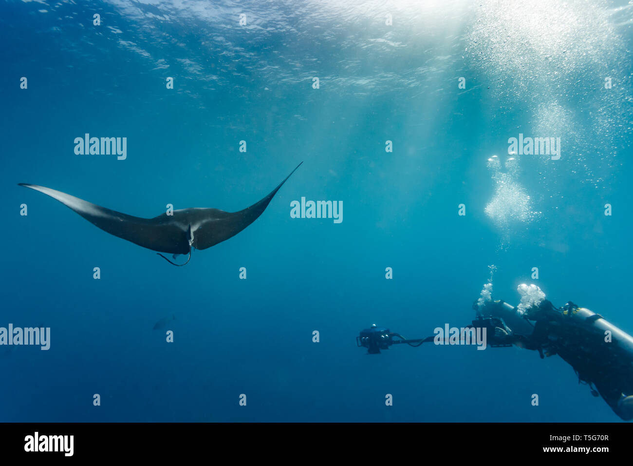 Closeup side view of action as cameraman diver films giant manta ray ...