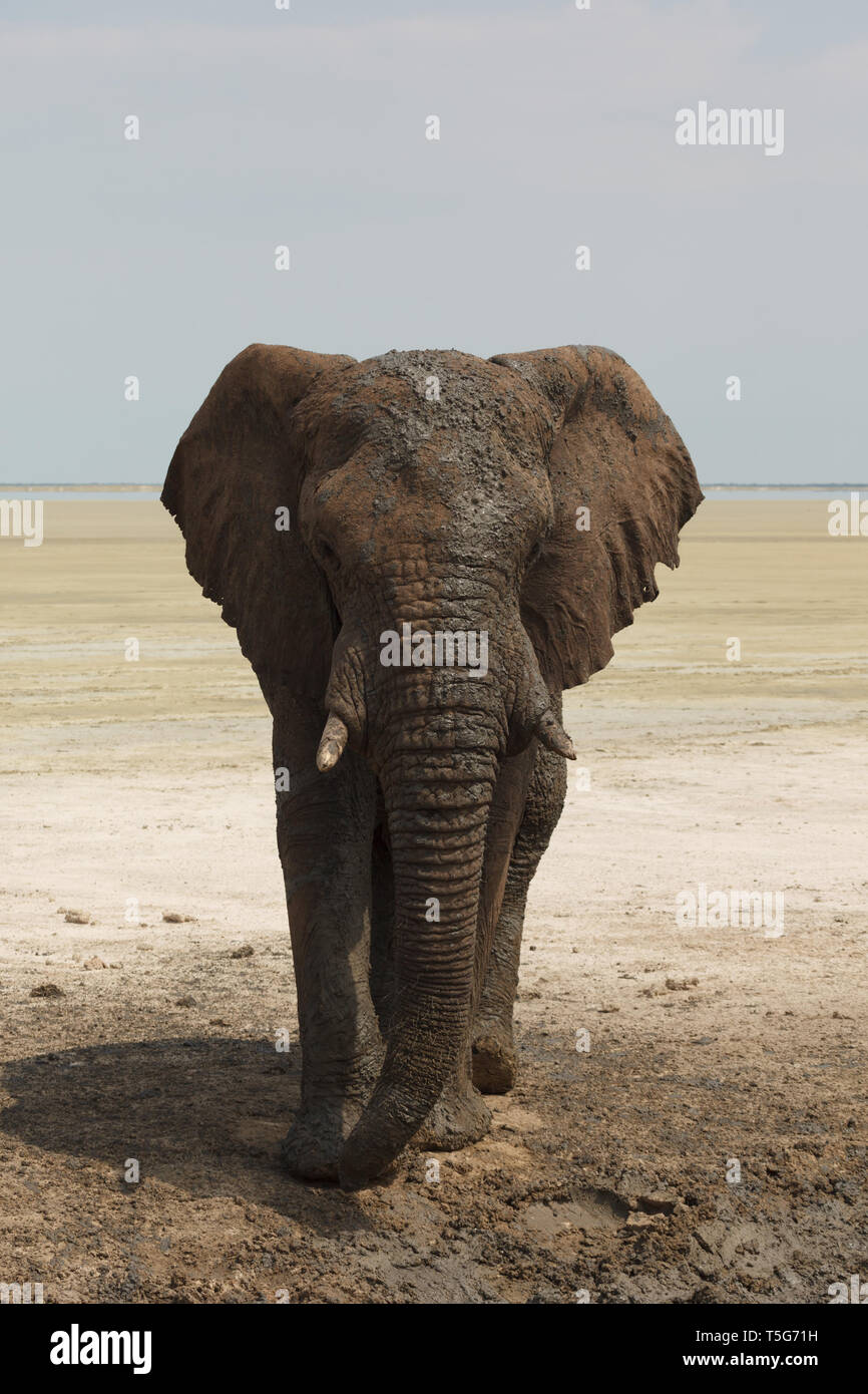 Portrait of Kalahari African elephant adapted to desert living in ...