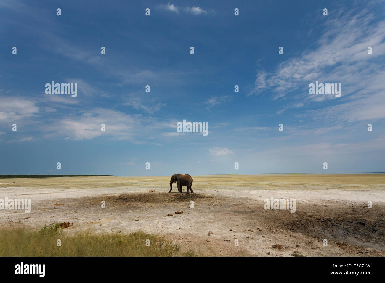 Kalahari African elephant adapted to desert living crossing the desert ...
