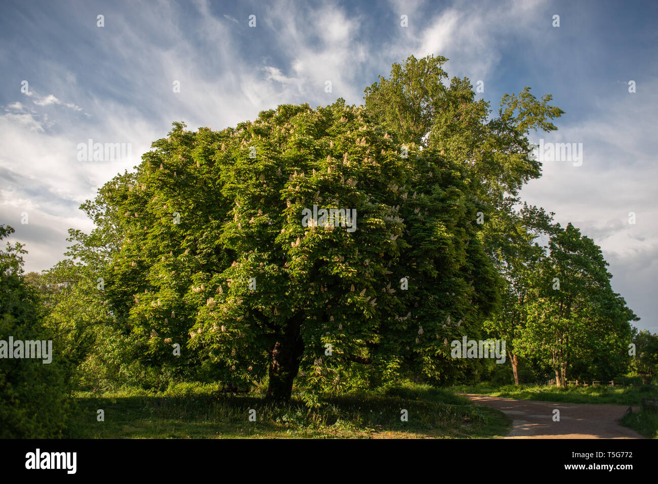 Chestnut Tree in April Stock Photo - Alamy