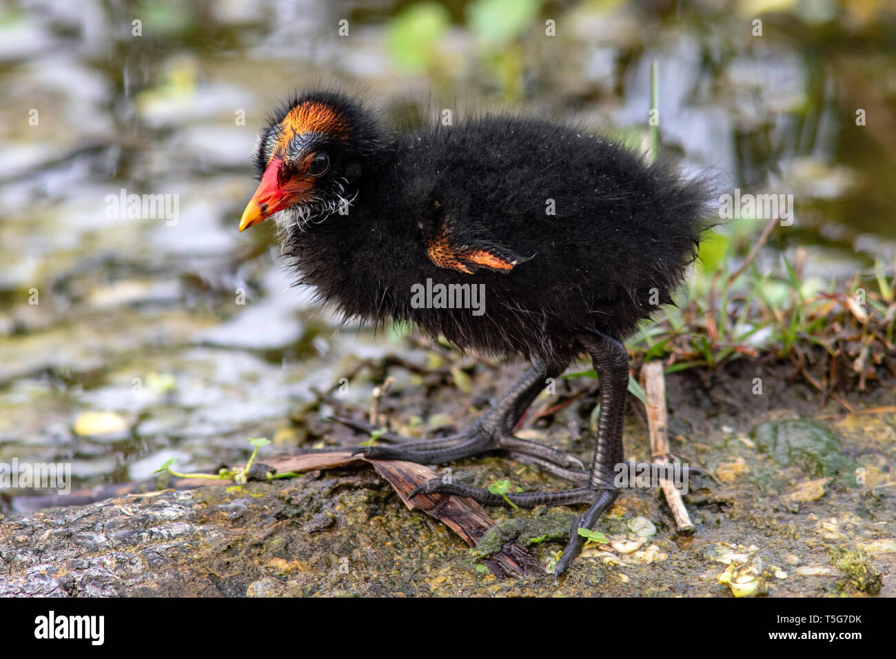 Baby moorhen hi-res stock photography and images - Alamy