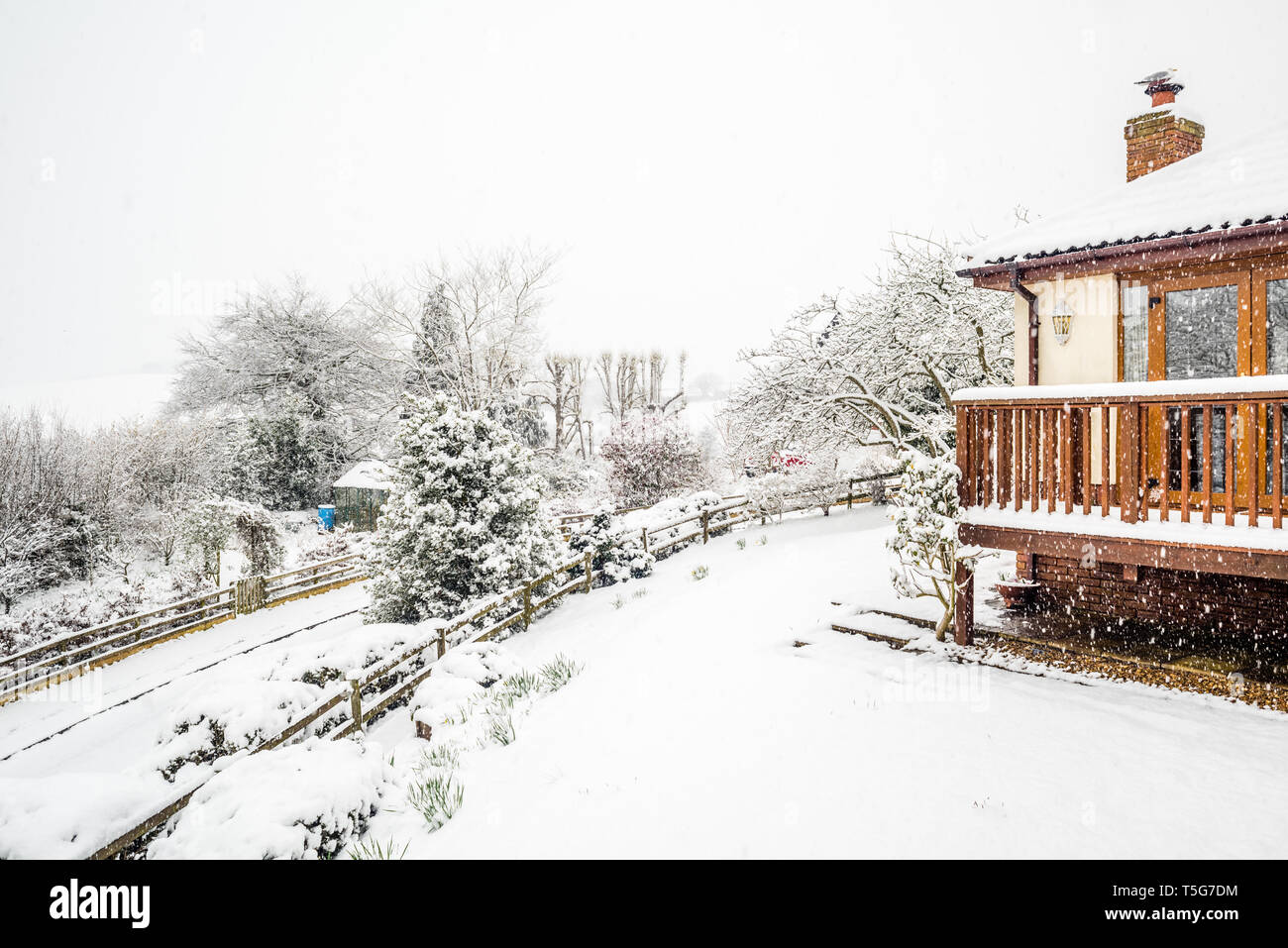 Snow falling on a Devon Garden, with a seagull warming itself on the ...