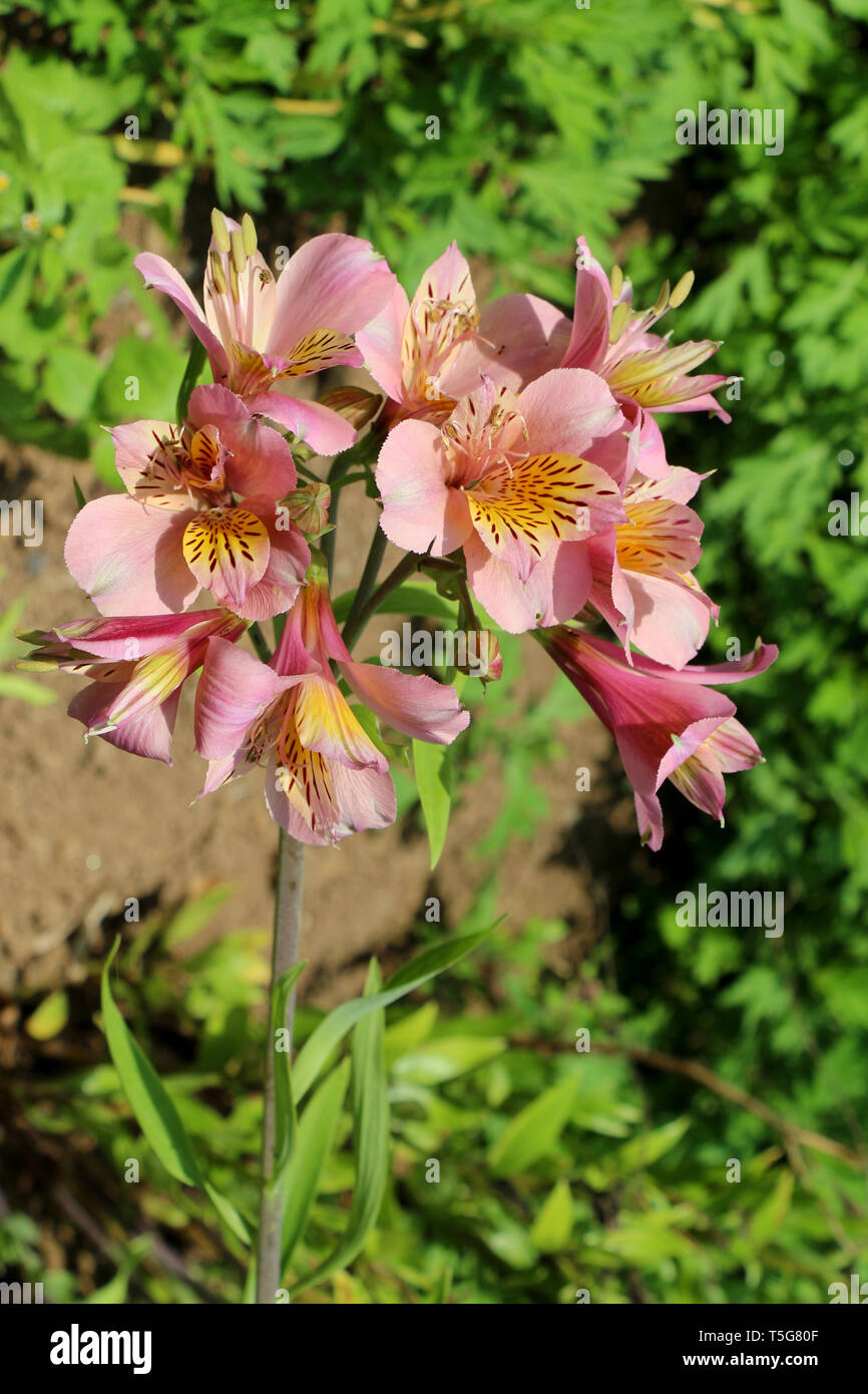 Beautiful fresh lily flowers in nature background Stock Photo - Alamy