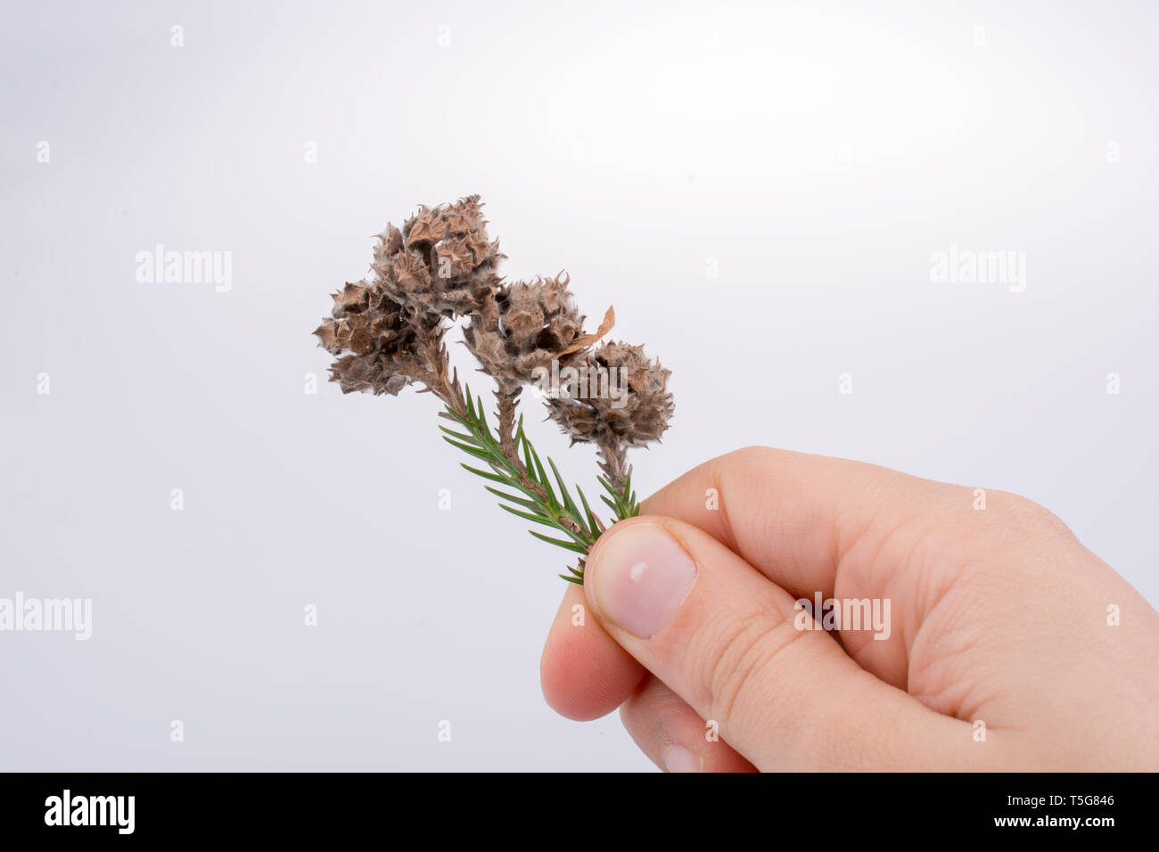 Hand holding brown pod or capsule in hand on a white background Stock ...
