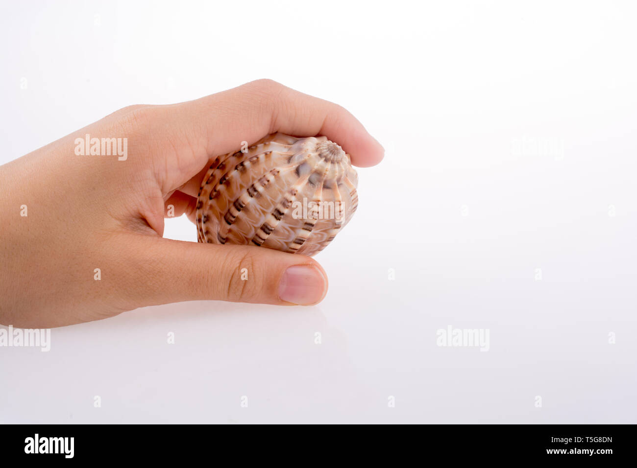 Hand holding Beautiful sea shell on a white background Stock Photo - Alamy