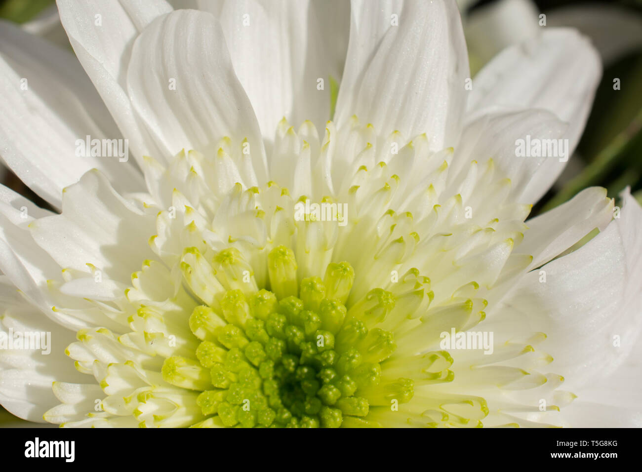 Beautiful colorful natural spring flowers in macro view Stock Photo - Alamy