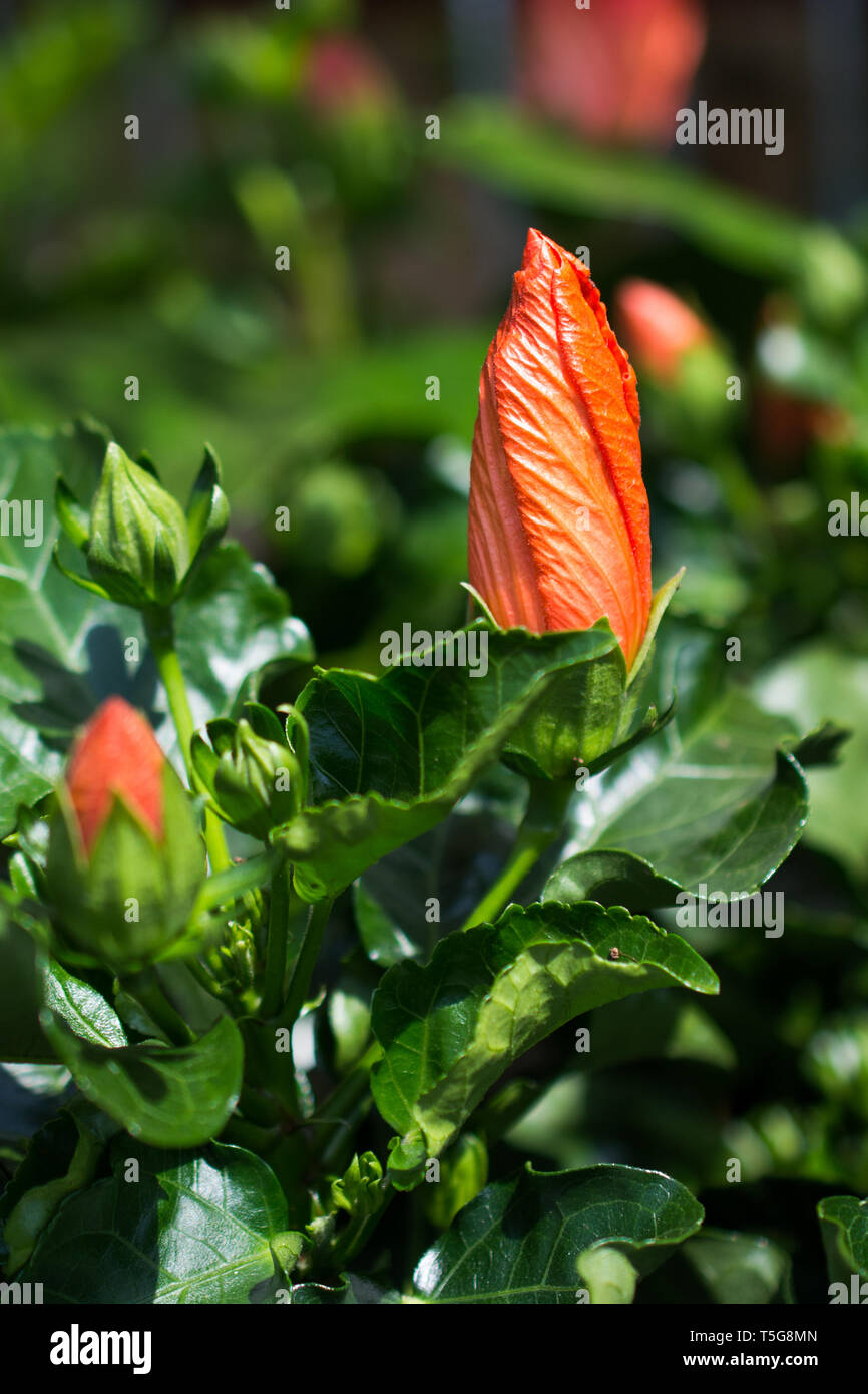 Beautiful fresh flowers in nature background Stock Photo - Alamy