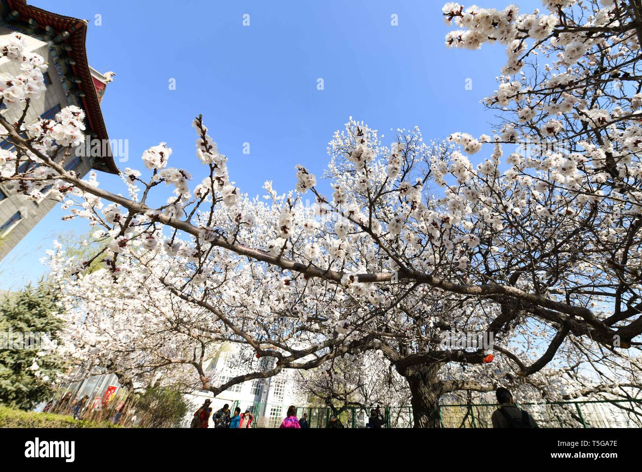 Harbin, China's Heilongjiang Province. 24th Apr, 2019. Apricot trees in ...