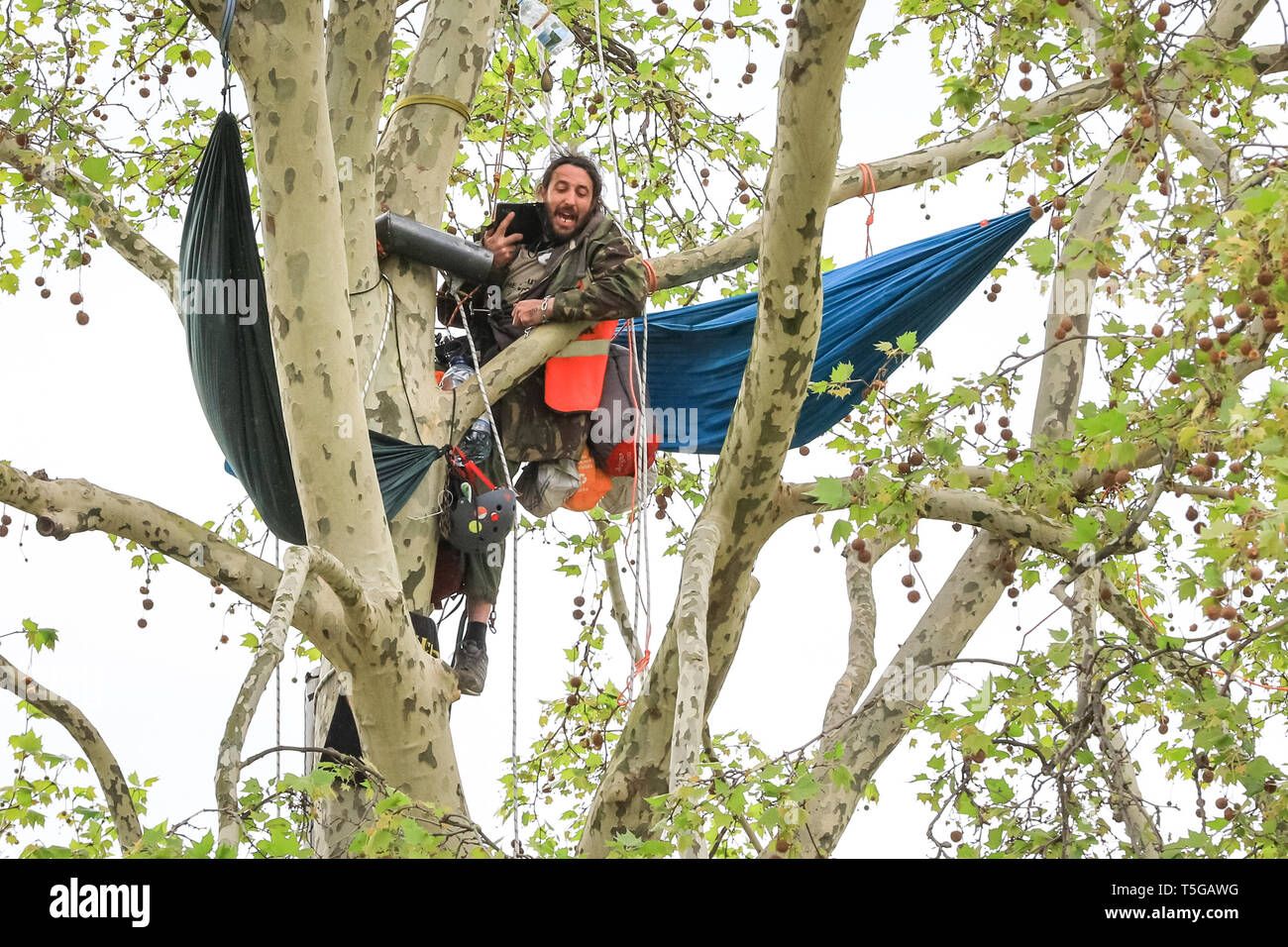 Crane in a tree hi-res stock photography and images - Alamy