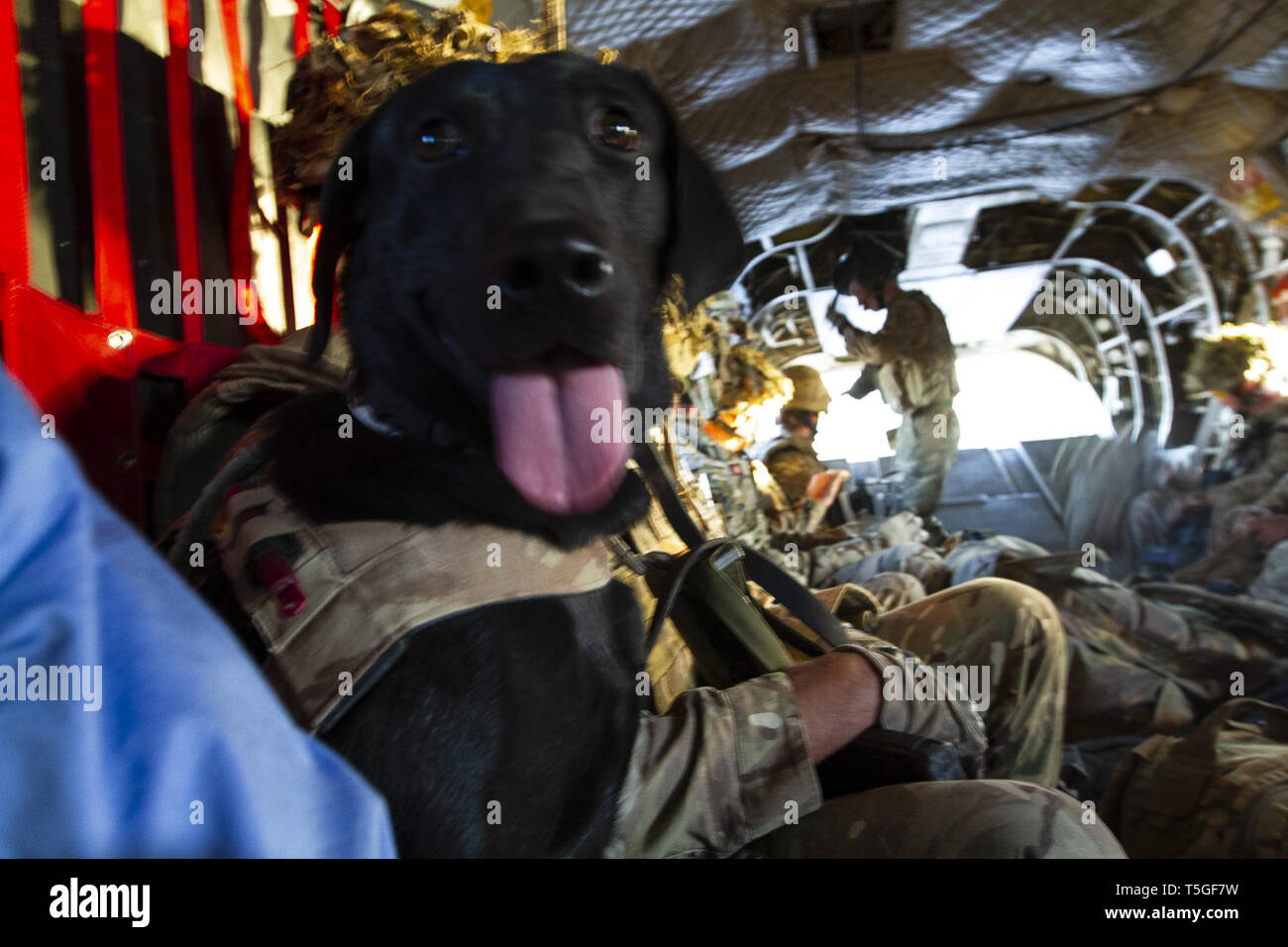 Explosive search dogs hi-res stock photography and images - Alamy