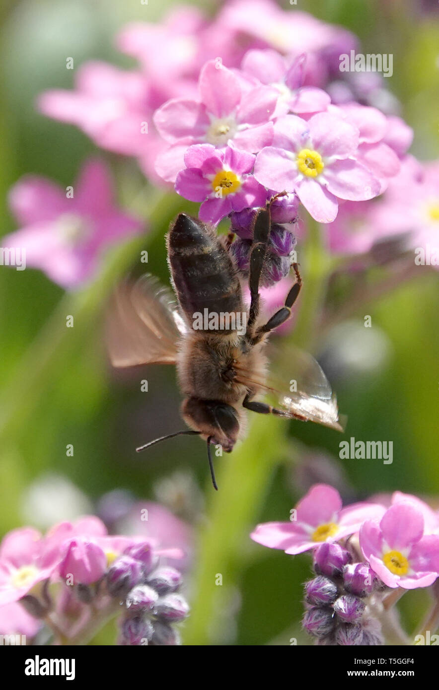 Forget me not flower bee hi-res stock photography and images - Alamy
