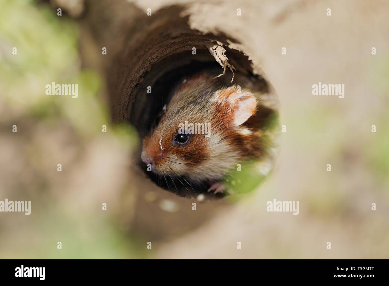 Wild hamster hi-res stock photography and images - Alamy