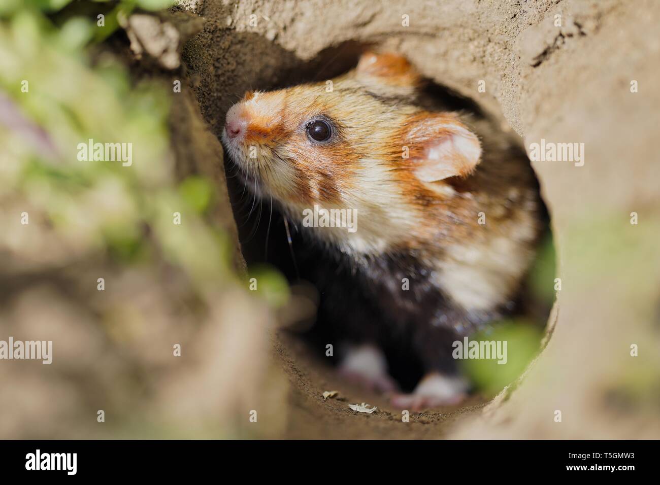 Mannheim, Germany. 25th Apr, 2019. A field hamster explores his closer ...