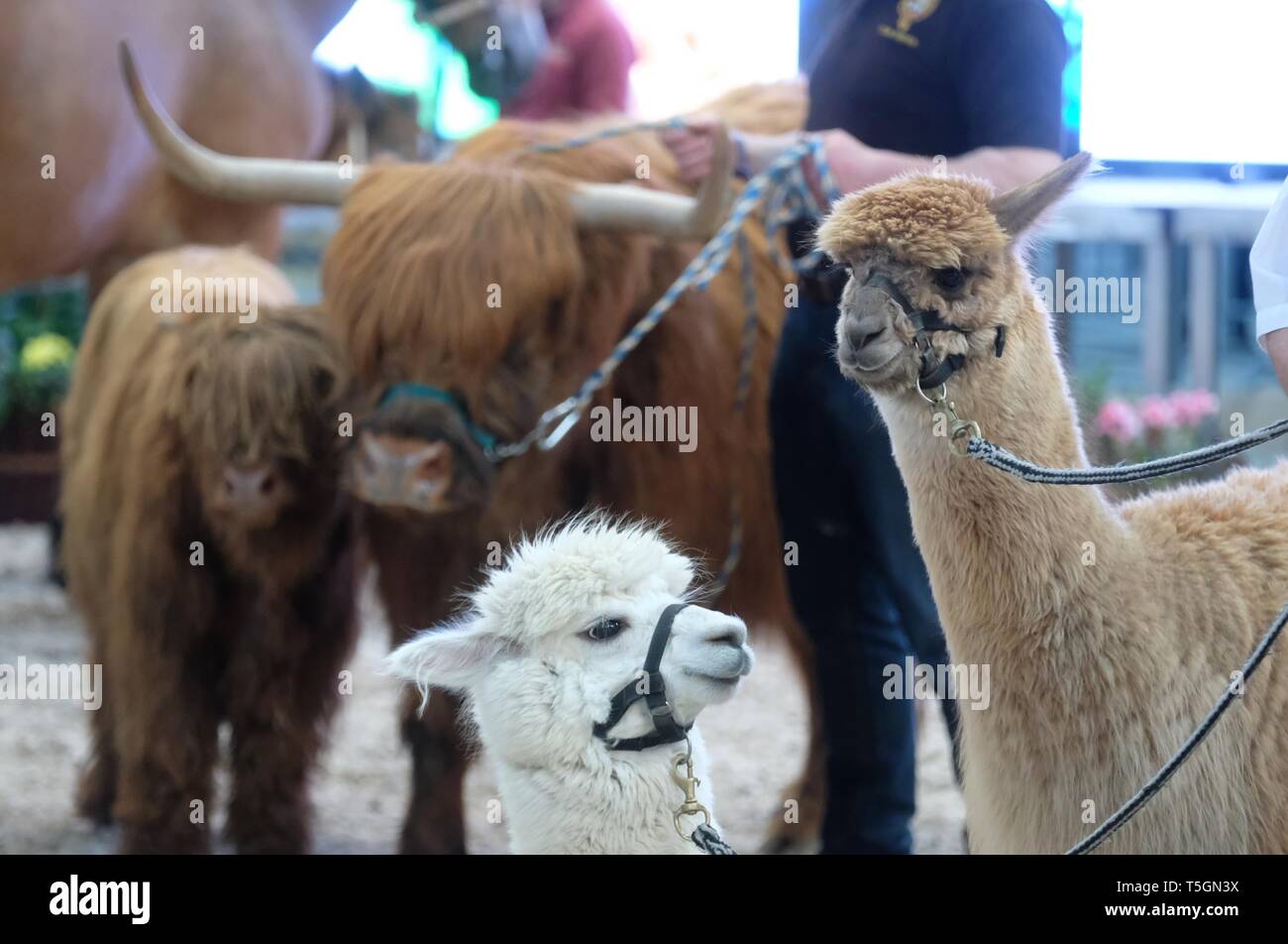 Llama fair hi-res stock photography and images - Alamy