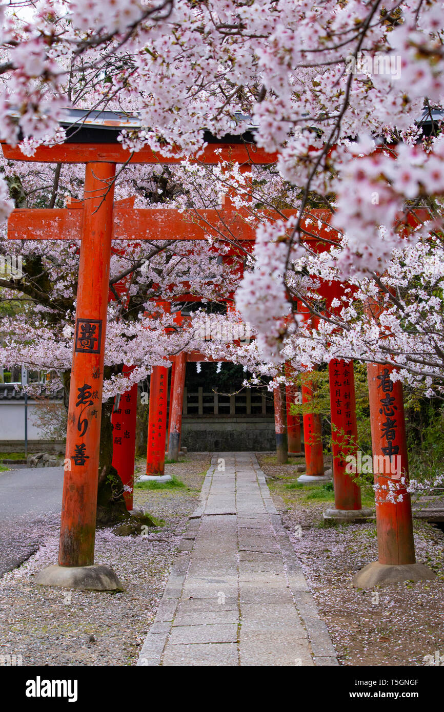 Tunel of torii and cherry blossoms at Takenaka Inari Shrine, Kyoto ...