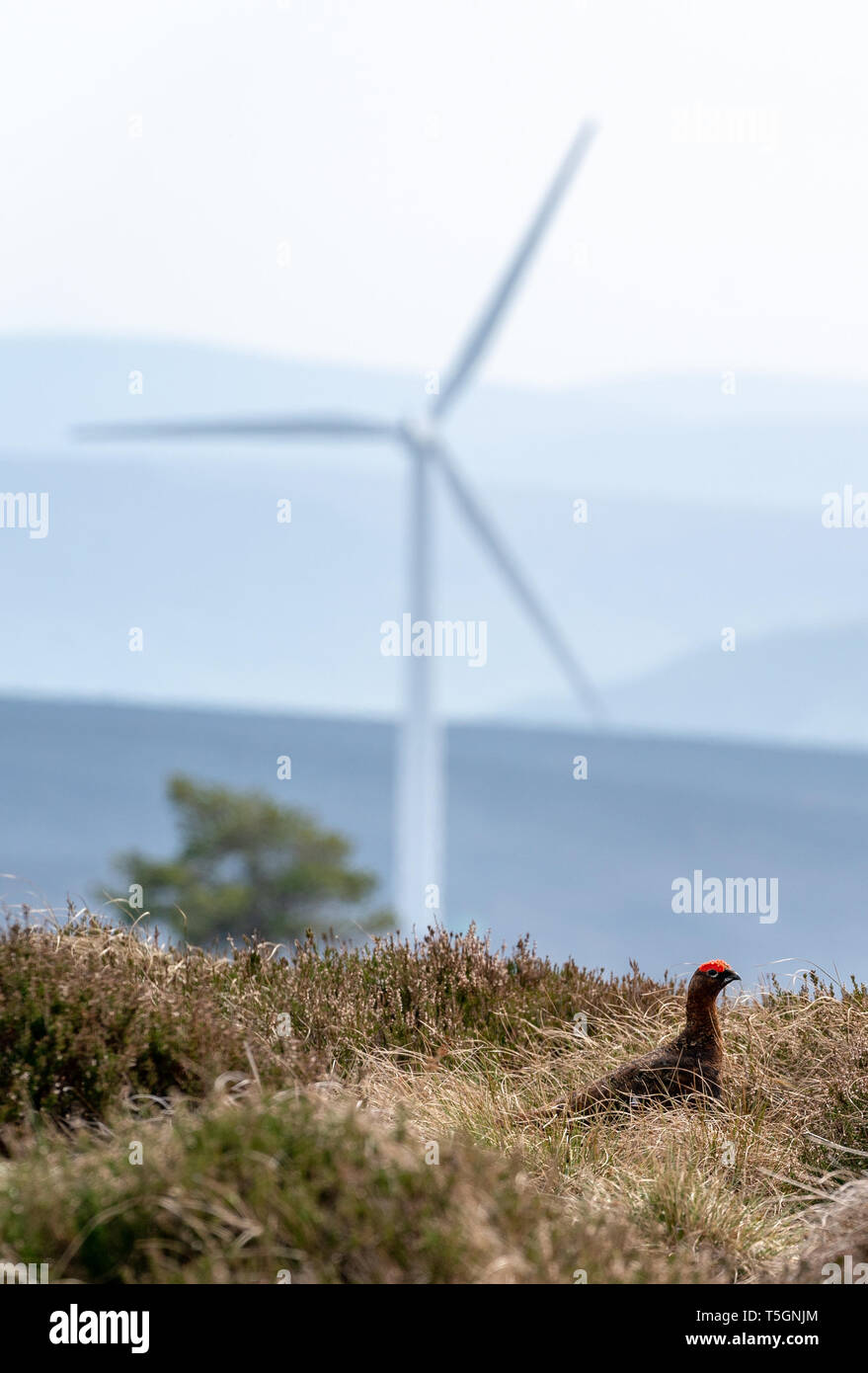 Wildfire scotland 2019 hi-res stock photography and images - Alamy