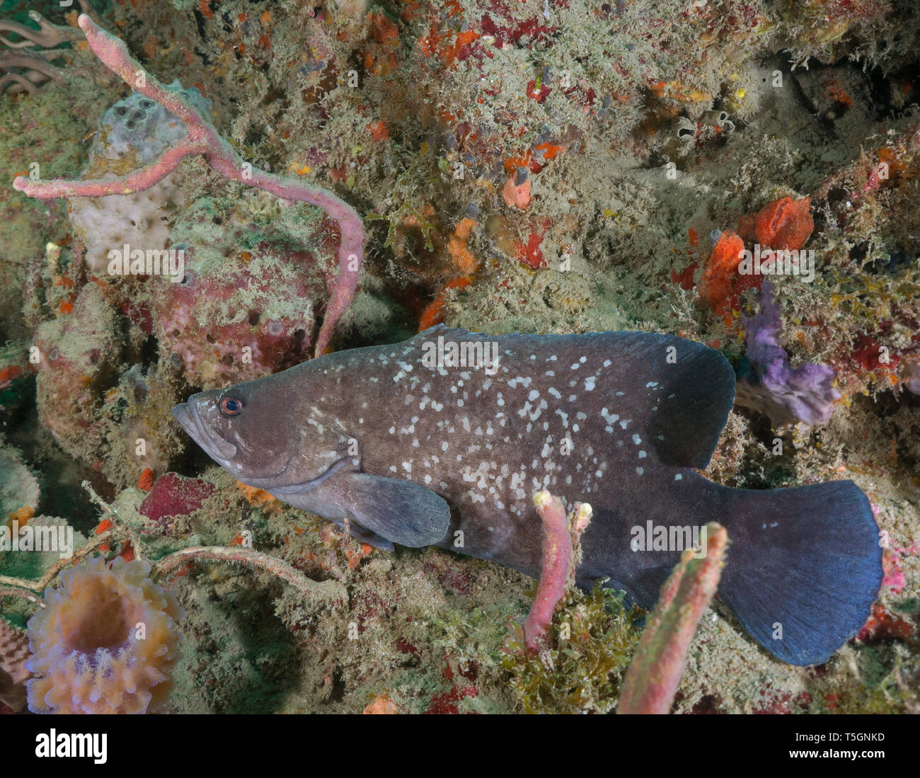 Soapfish hi-res stock photography and images - Alamy
